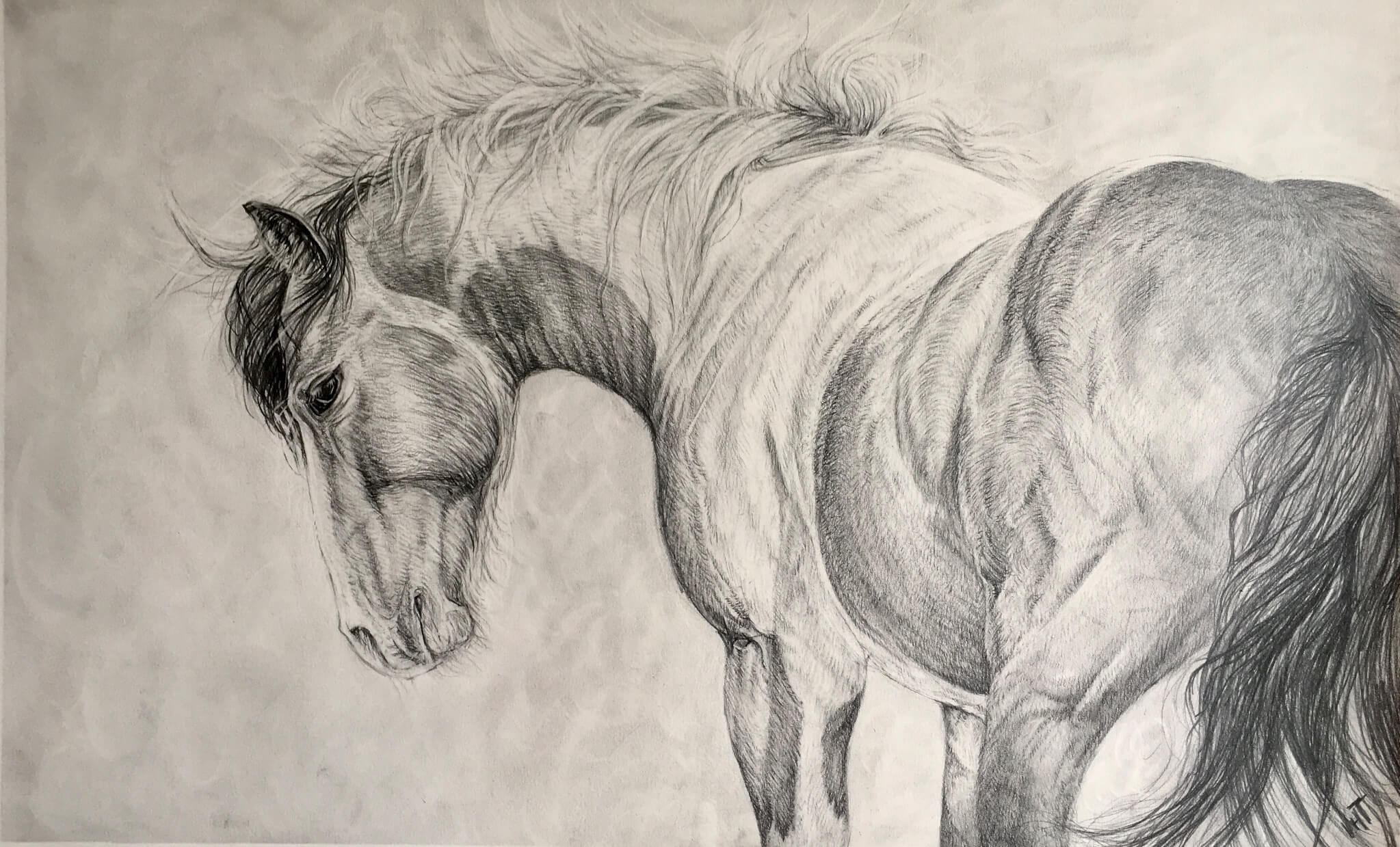 Wild Horse Drawings In Pencil Wild Horse Drawings In Pencil